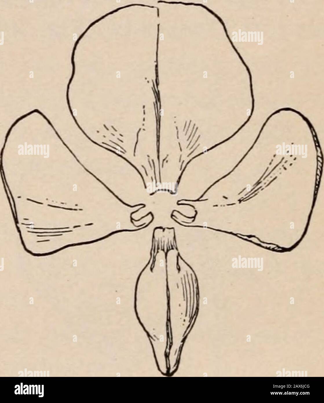 Bladdery hi-res stock photography and images - Alamy