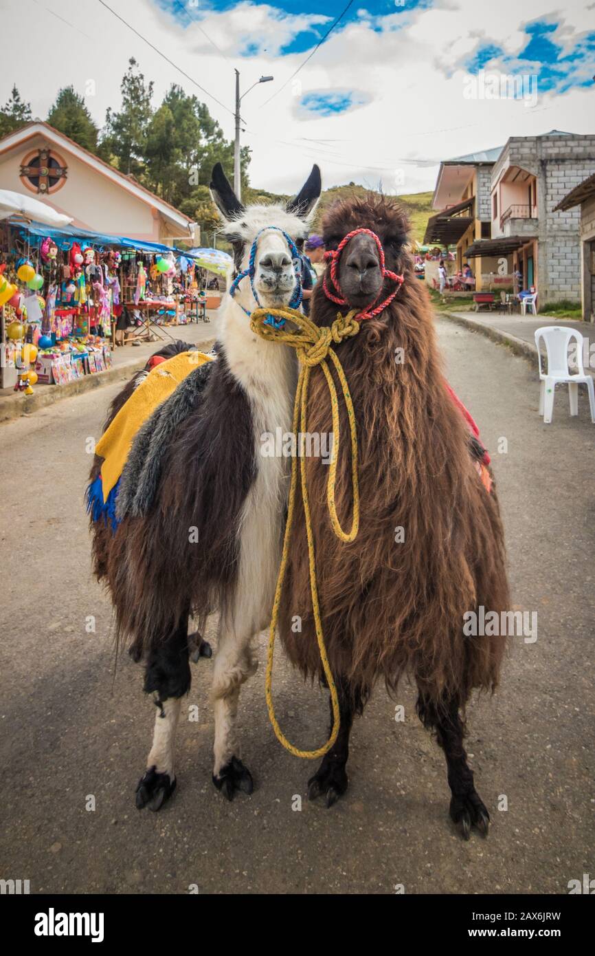 Llamas Cuenca Ecuador Stock Photo - Alamy