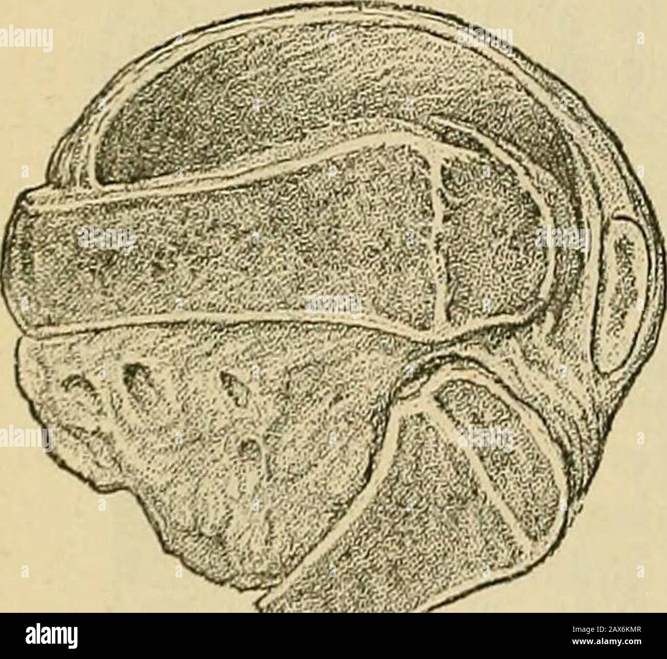 Springup hi-res stock photography and images - Alamy