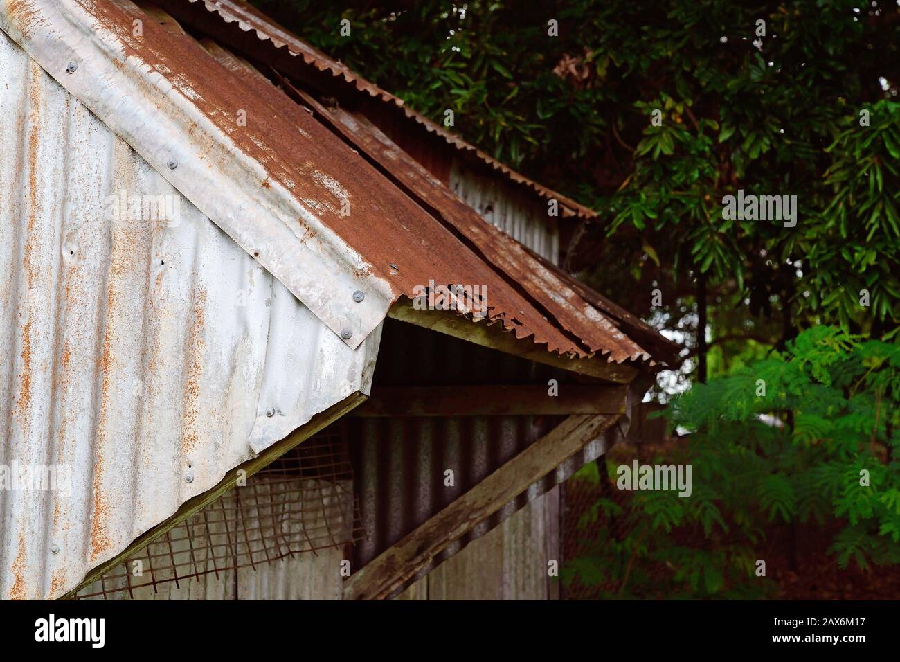 Old corrugated iron shed with push out windows in a lush green garden ...