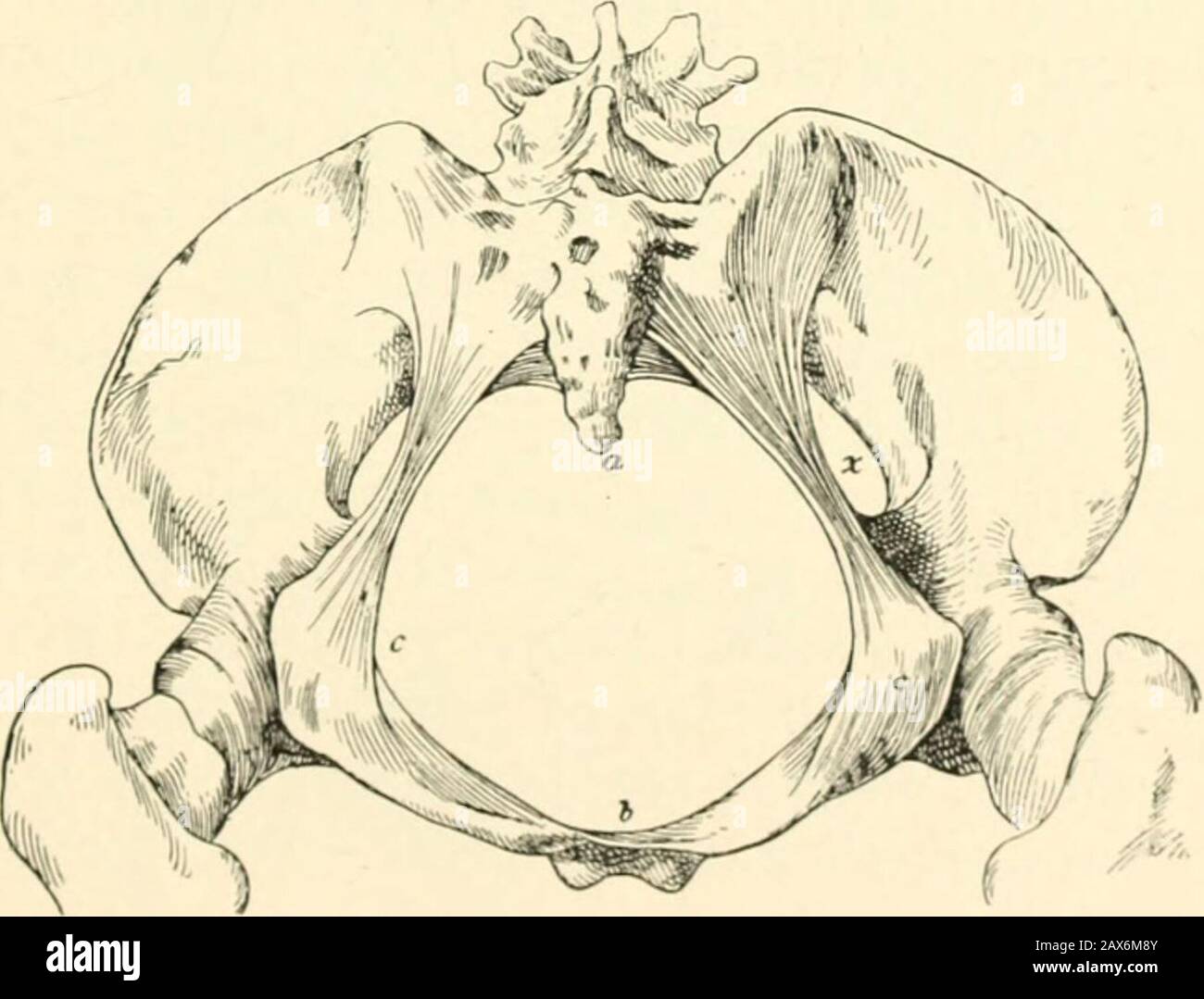 Sciatic notch hi-res stock photography and images - Alamy