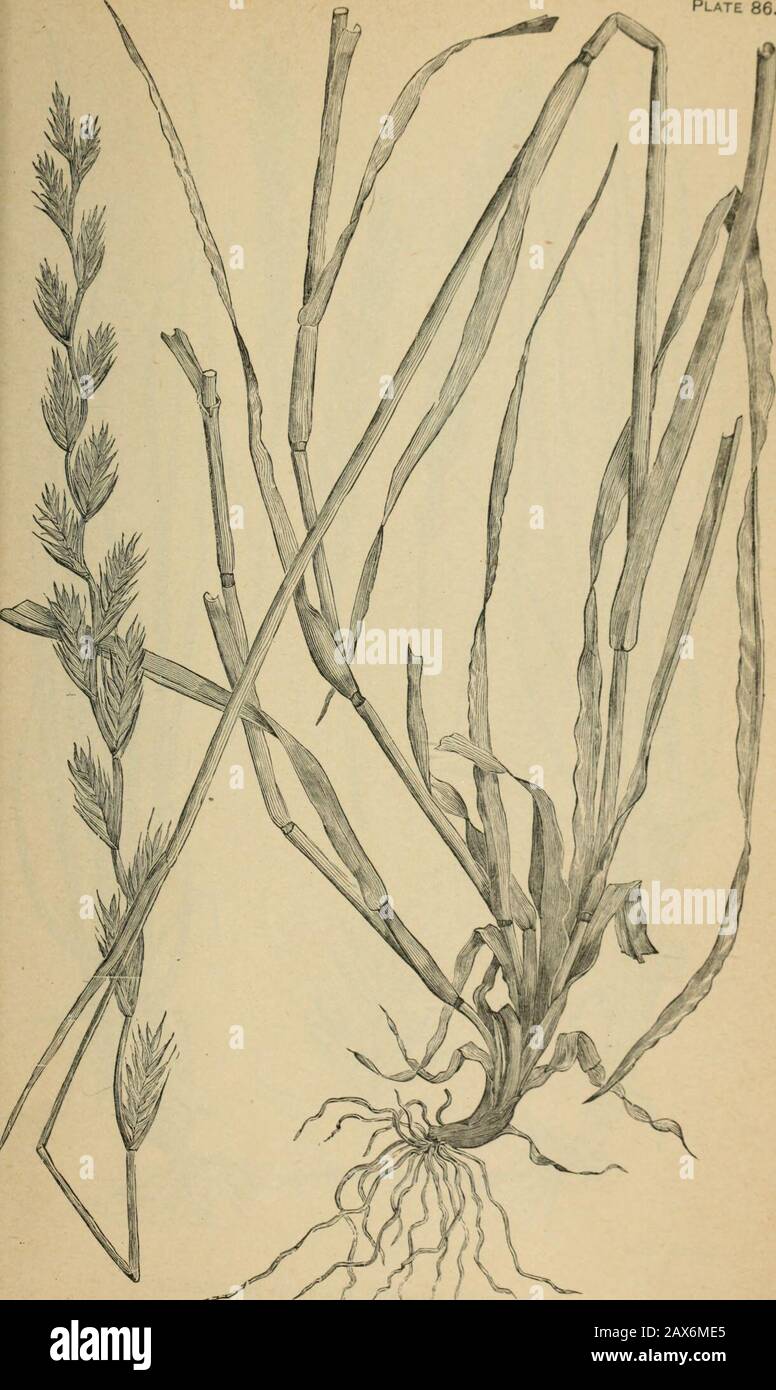 The agricultural grasses and forage plants of the United States; and ...