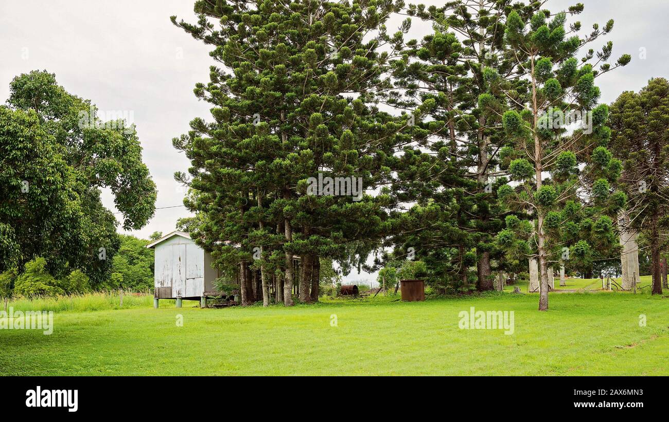 A small timber hut partly hidden behind tall Norfolk pine trees, lush ...