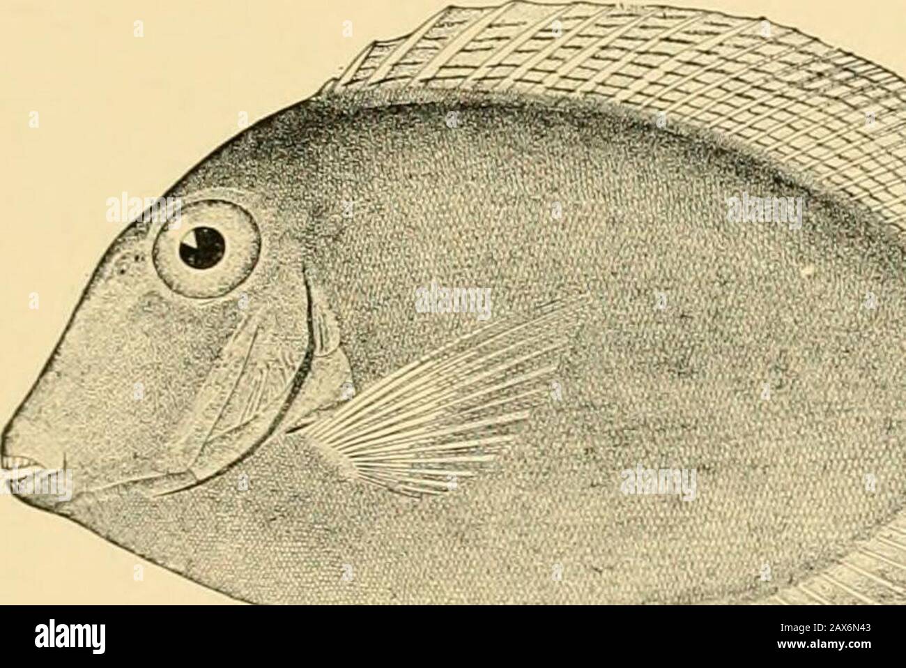 Fishes . yliform and very mobile. It is armed behind witha spine eight ...