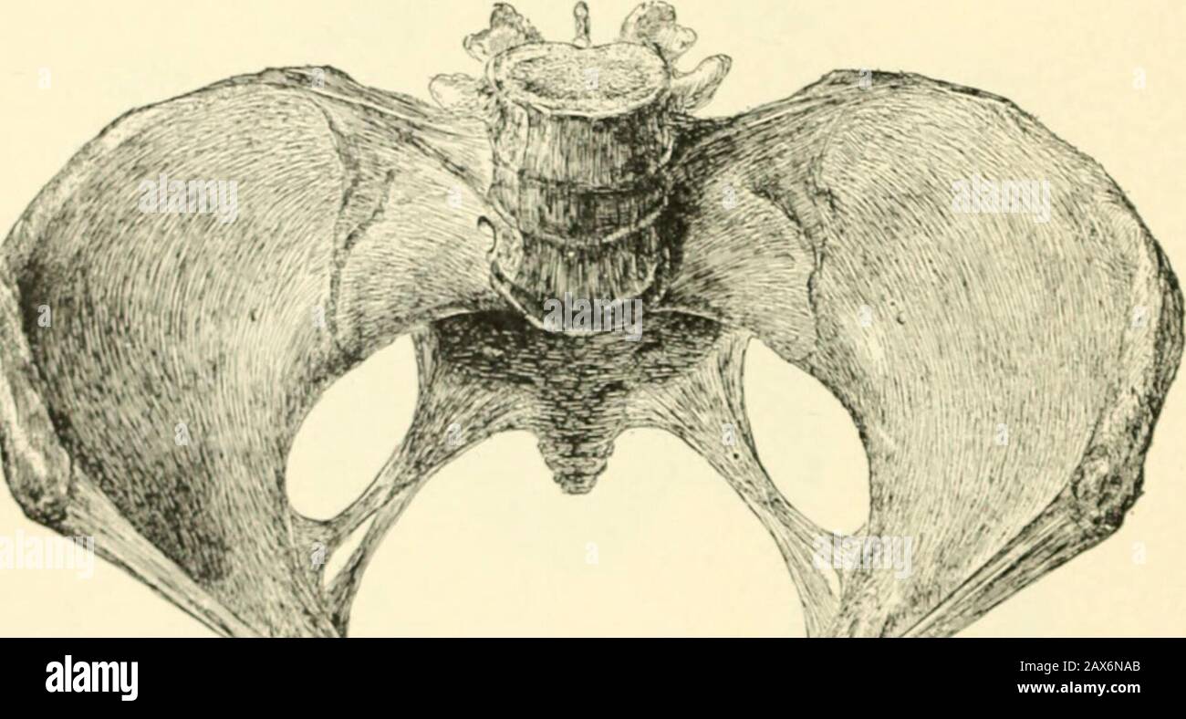 A textbook of obstetrics . fig. 14. —Plane of pelvic contraction : a ...