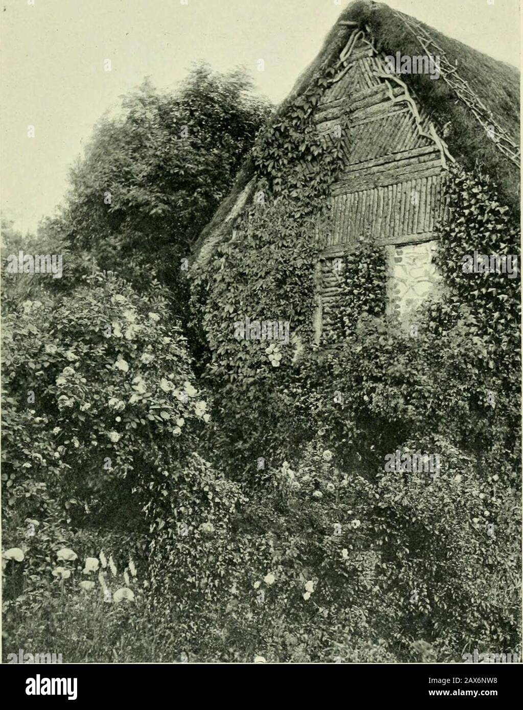 Roses for English gardens . AN UGLY WOODEN SUMMERHOUSE WITH A PARILY ...