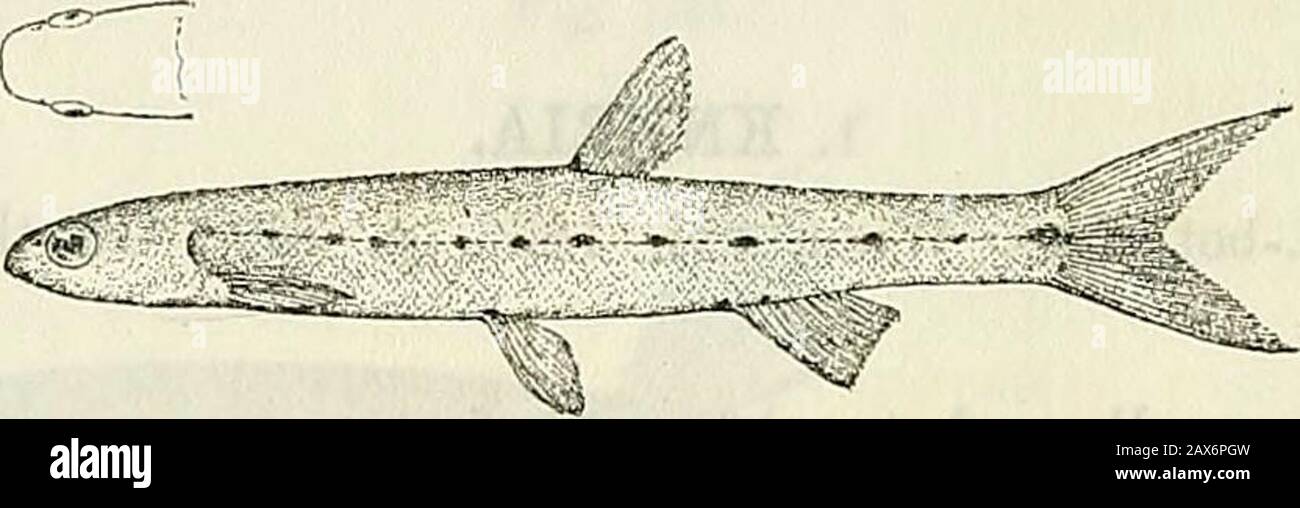 Wien Xvi High Resolution Stock Photography and Images - Alamy