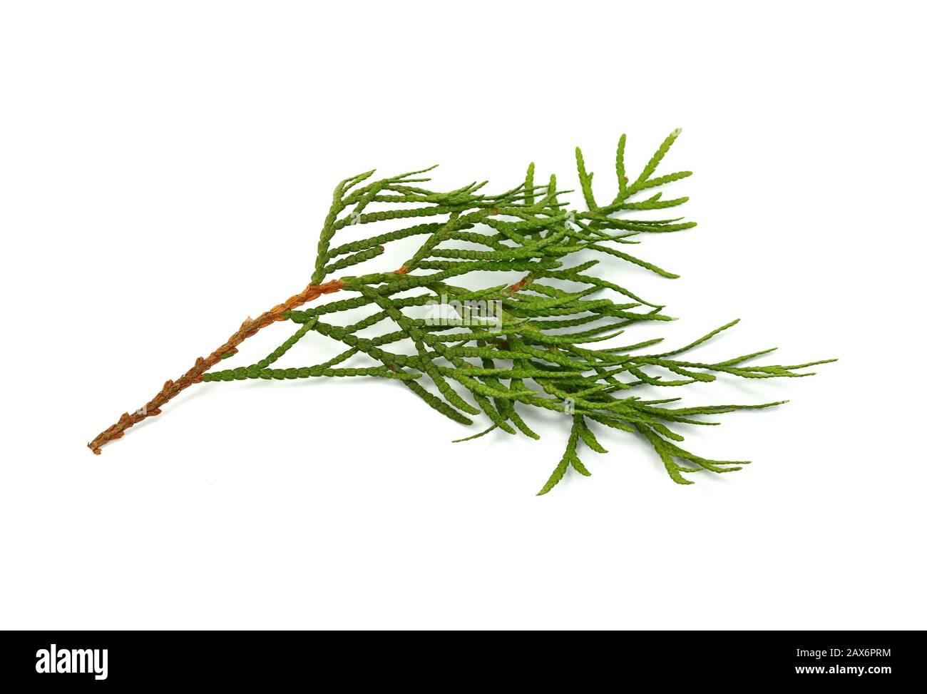 Branch of thuja tree, isolated. Foliage of Japanese Thuja tree ...