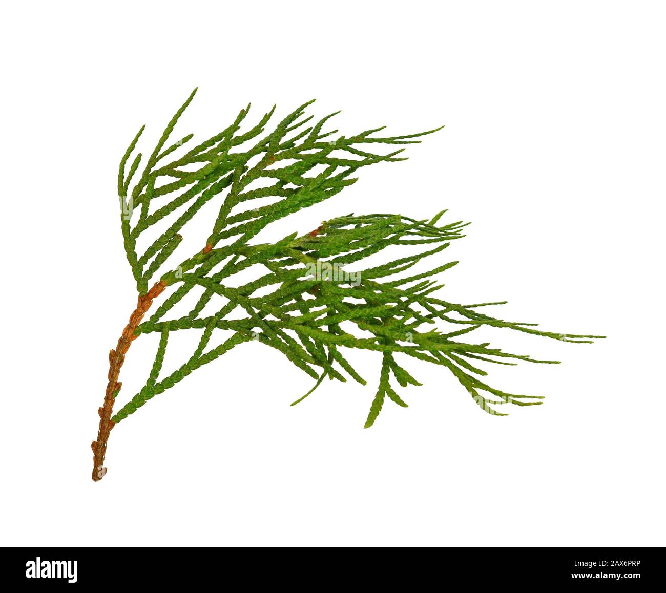 Branch of thuja tree, isolated. Foliage of Japanese Thuja tree ...