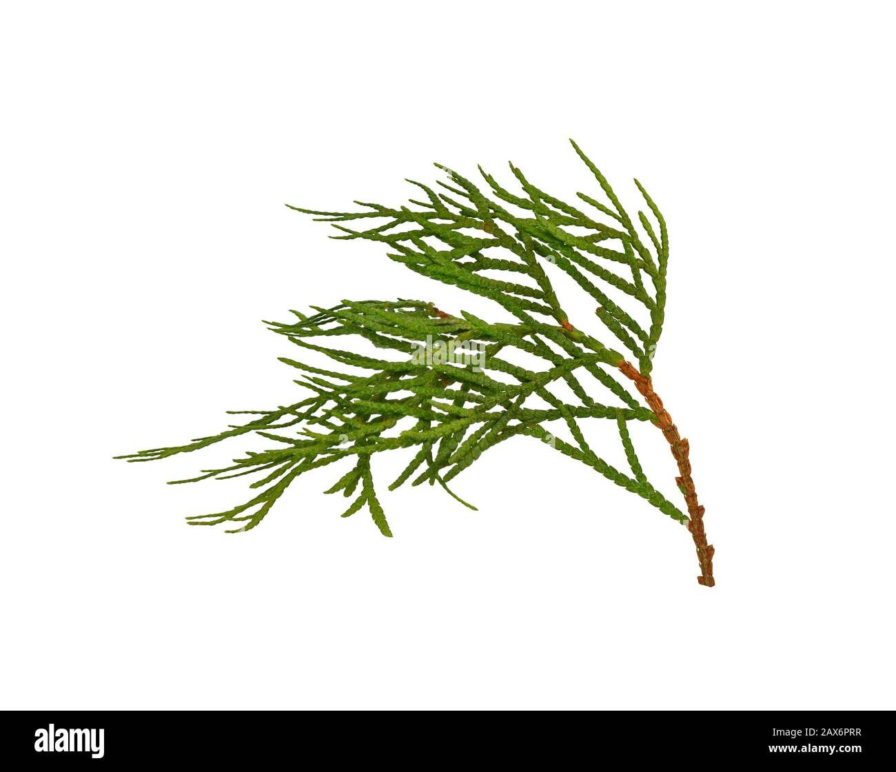 Branch of thuja tree, isolated. Foliage of Japanese Thuja tree ...