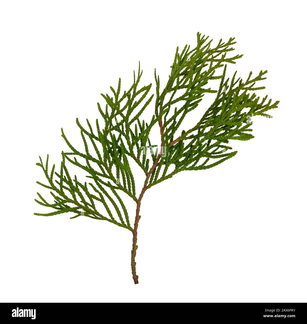 Branch of thuja tree, isolated. Foliage of Japanese Thuja tree ...