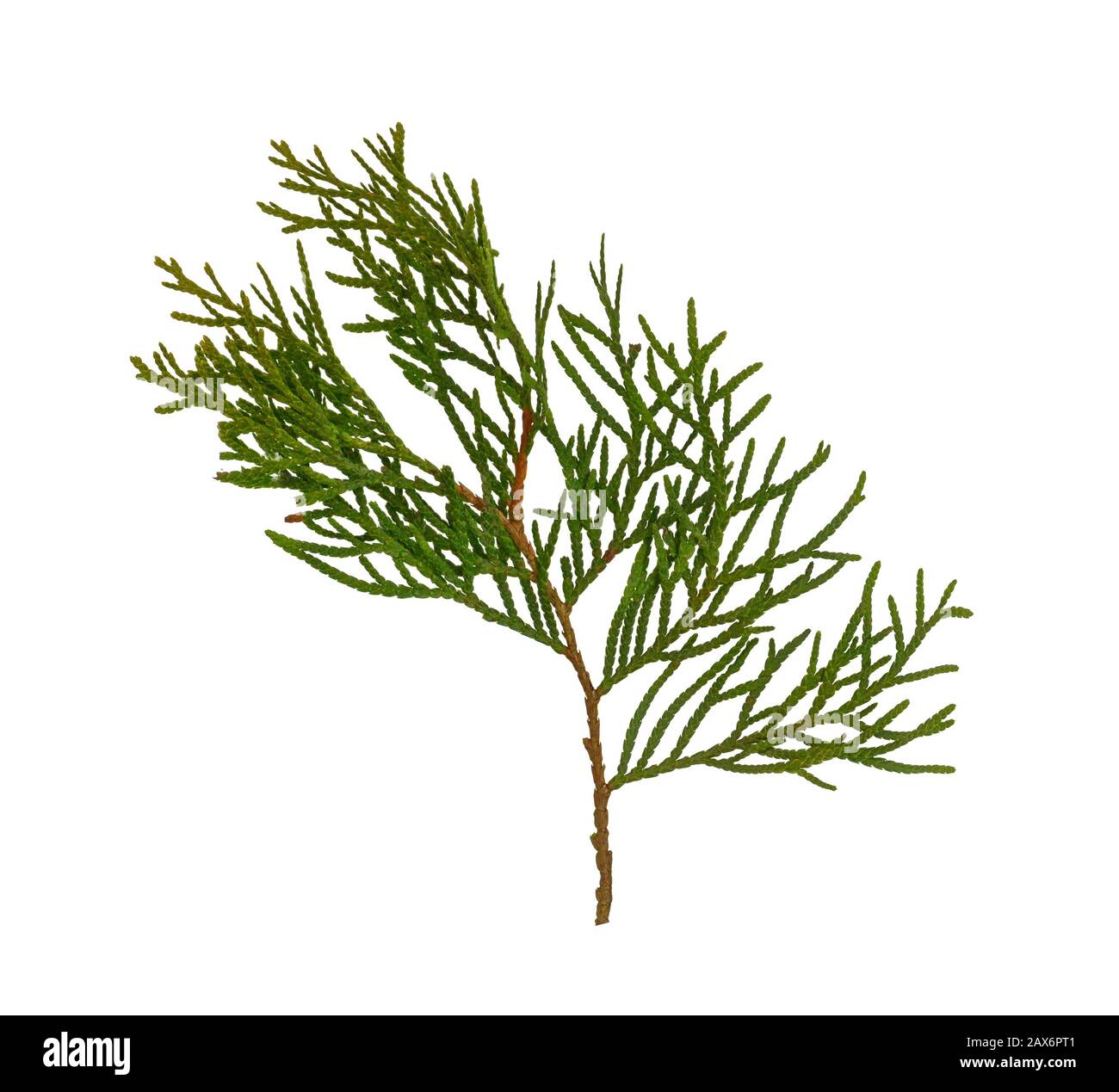 Branch of thuja tree, isolated. Foliage of Japanese Thuja tree ...