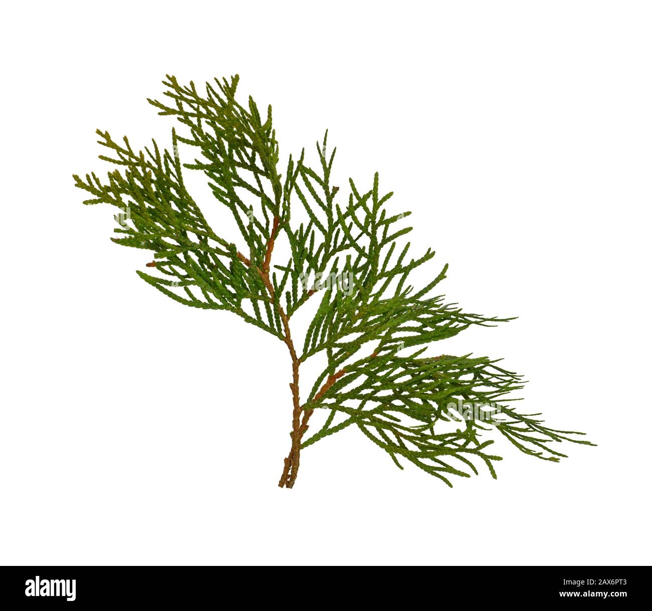 Branch of thuja tree, isolated. Foliage of Japanese Thuja tree ...