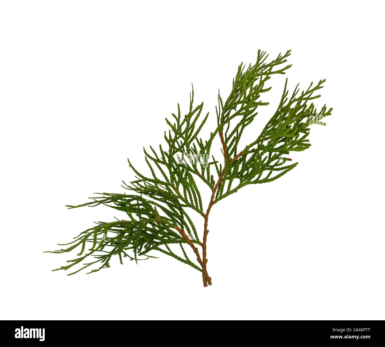 Branch of thuja tree, isolated. Foliage of Japanese Thuja tree ...