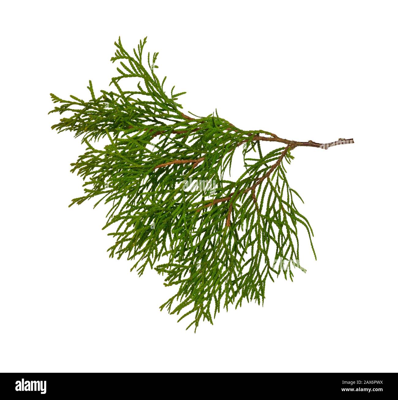 Branch of thuja tree, isolated. Foliage of Japanese Thuja tree ...