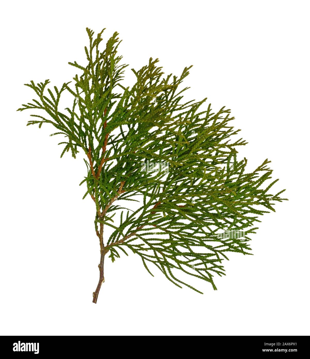Branch of thuja tree, isolated. Foliage of Japanese Thuja tree ...