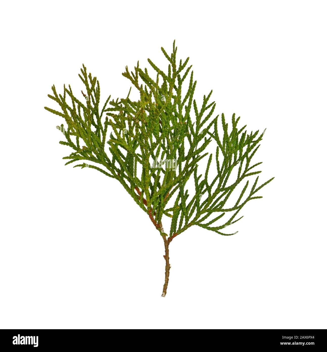 Branch of thuja tree, isolated. Foliage of Japanese Thuja tree ...