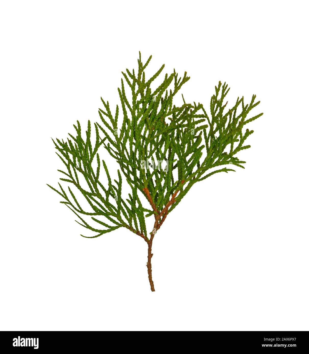 Branch of thuja tree, isolated. Foliage of Japanese Thuja tree ...