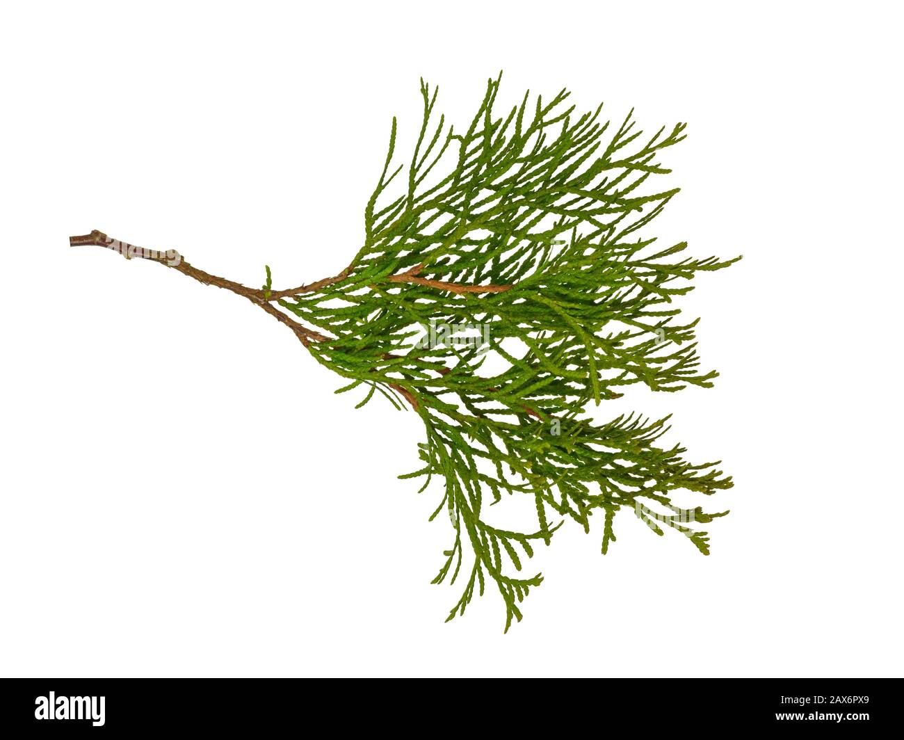 Branch of thuja tree, isolated. Foliage of Japanese Thuja tree ...