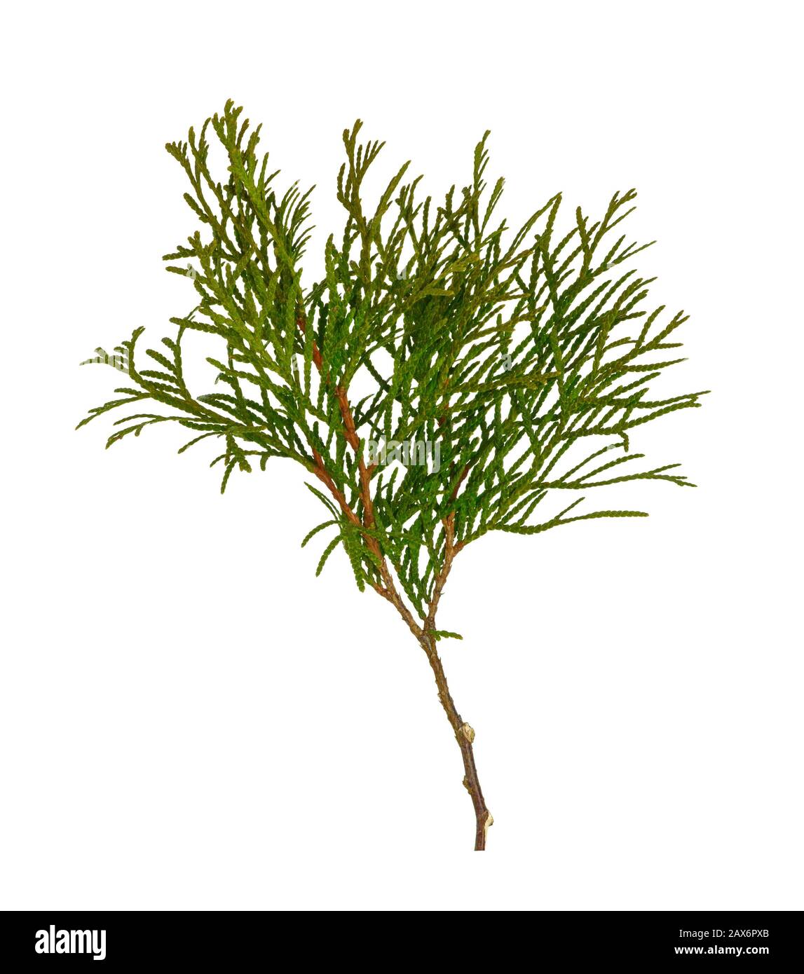 Branch of thuja tree, isolated. Foliage of Japanese Thuja tree ...