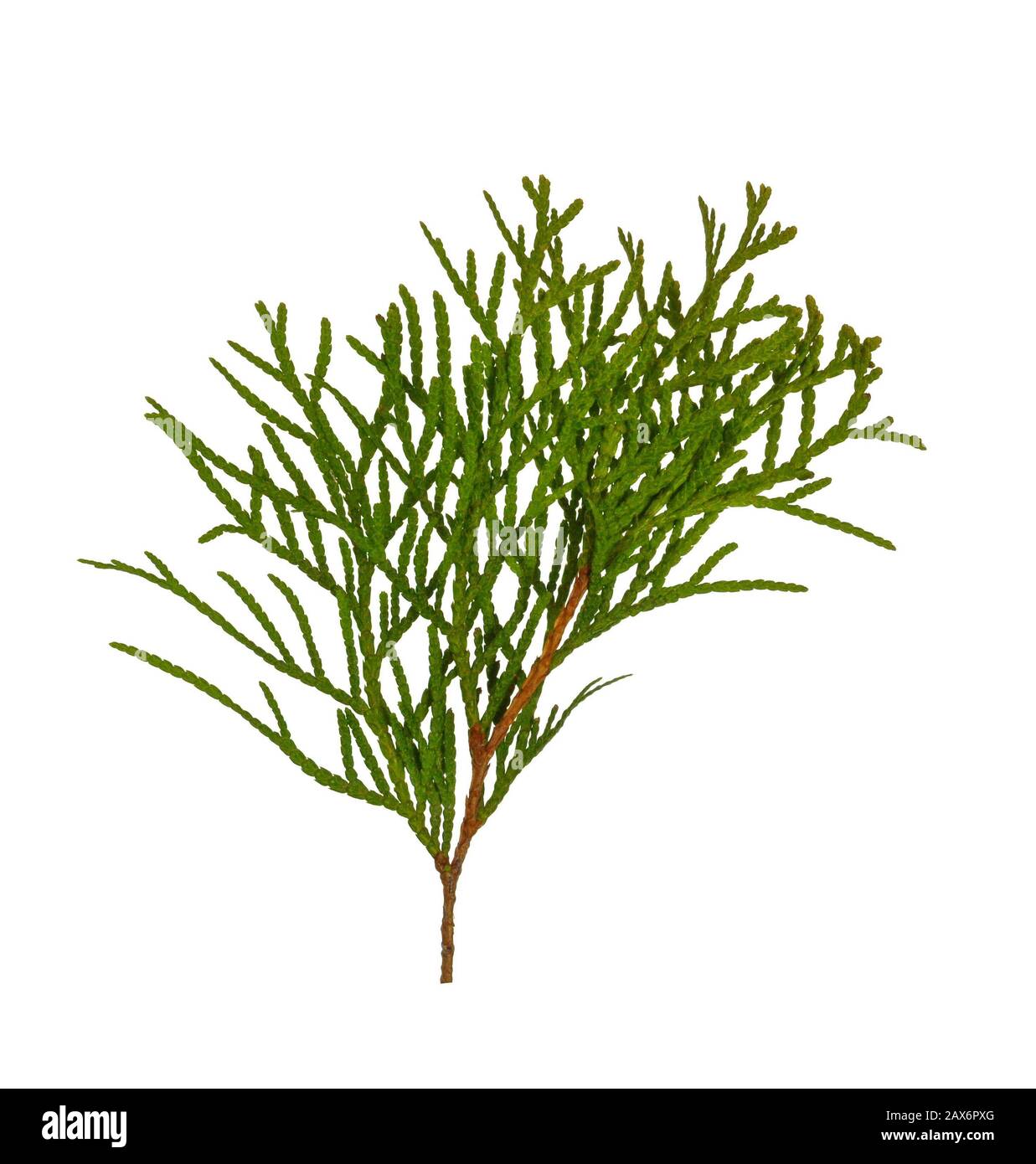 Branch of thuja tree, isolated. Foliage of Japanese Thuja tree ...