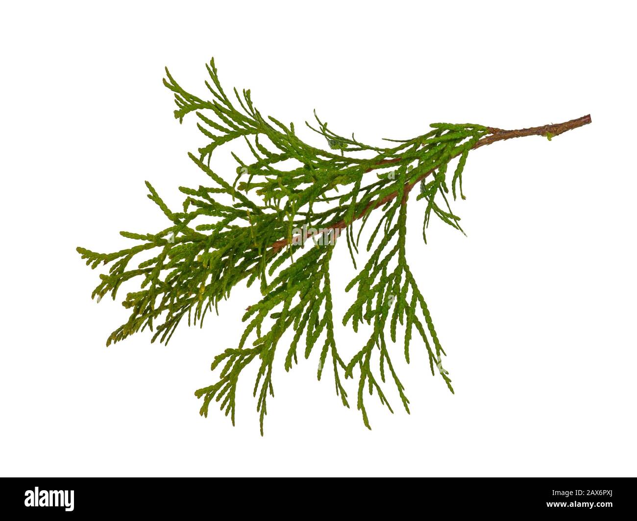 Branch of thuja tree, isolated. Foliage of Japanese Thuja tree ...