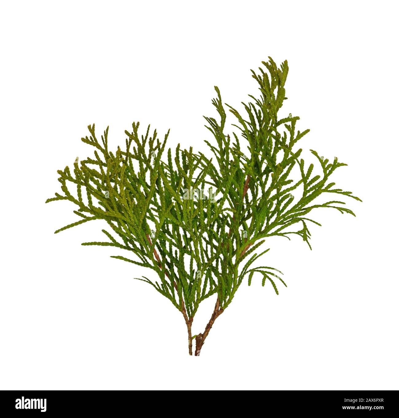 Branch of thuja tree, isolated. Foliage of Japanese Thuja tree ...