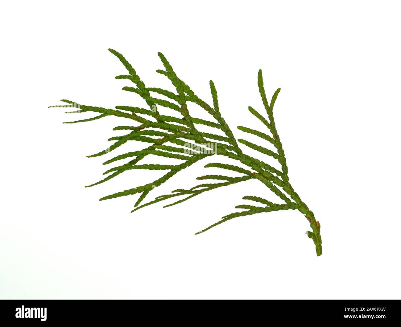 Branch of thuja tree, isolated. Foliage of Japanese Thuja tree ...