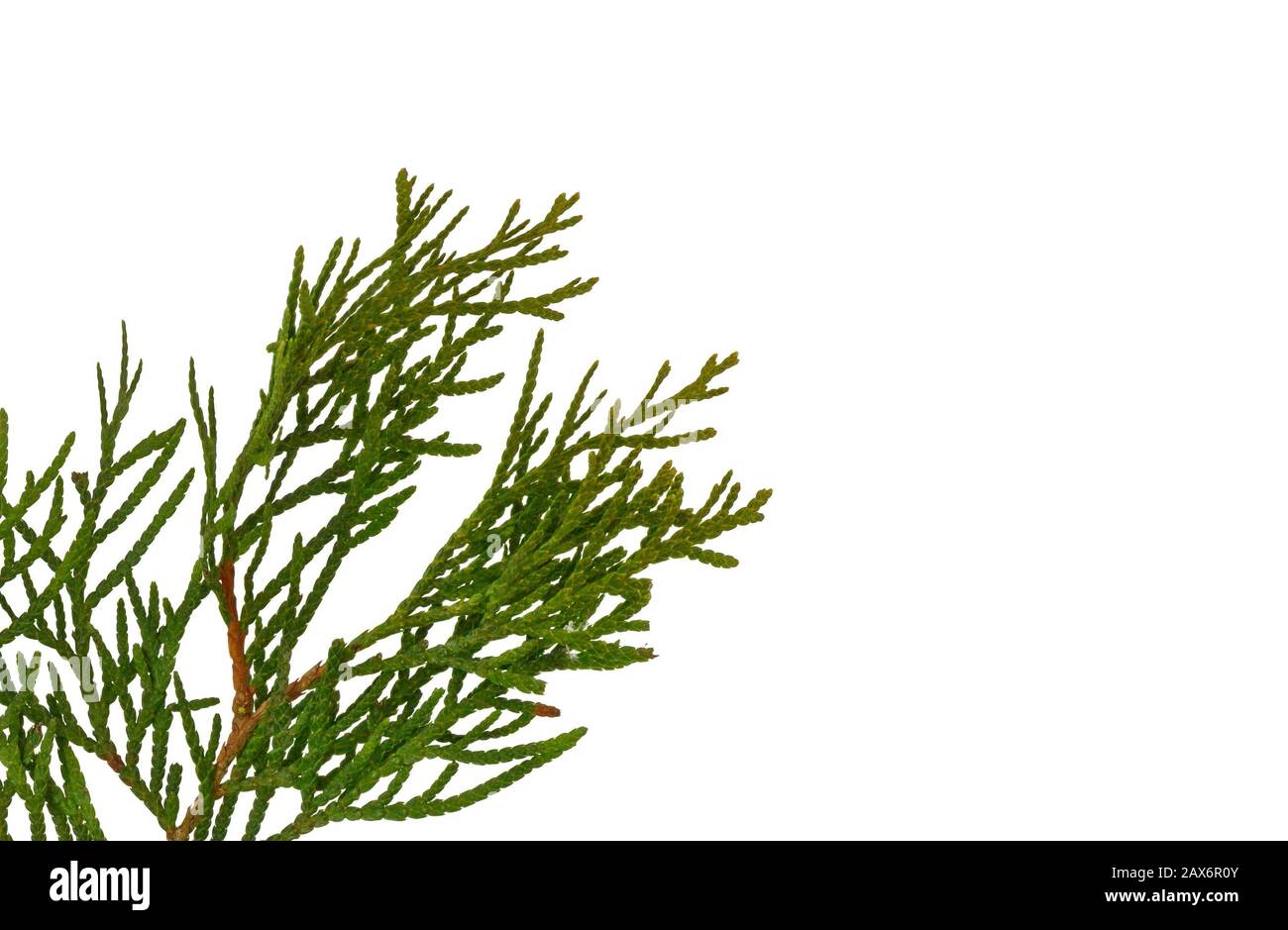Branch of thuja tree, isolated. Foliage of Japanese Thuja tree ...