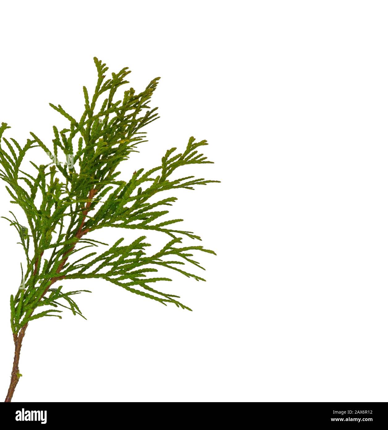 Branch of thuja tree, isolated. Foliage of Japanese Thuja tree ...
