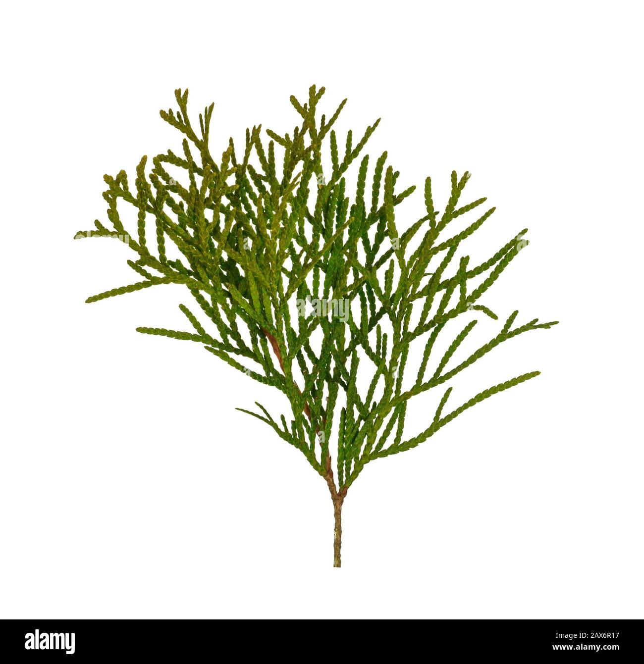 Branch of thuja tree, isolated. Foliage of Japanese Thuja tree ...