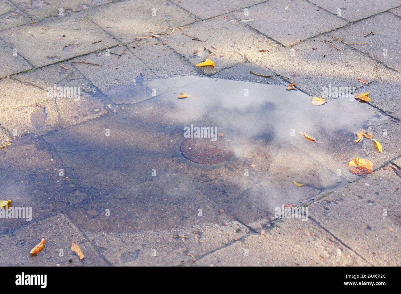 Beautiful shot of the rainwater on the ground surrounded by yellow ...