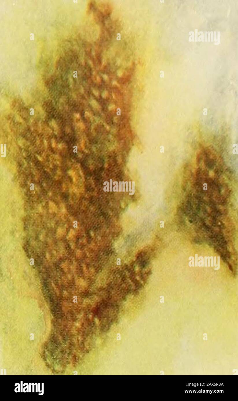 Ptyalin hi-res stock photography and images - Alamy