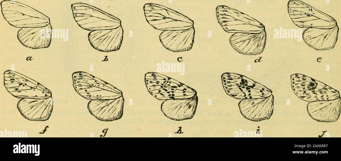 Empty cocoons hi-res stock photography and images - Alamy