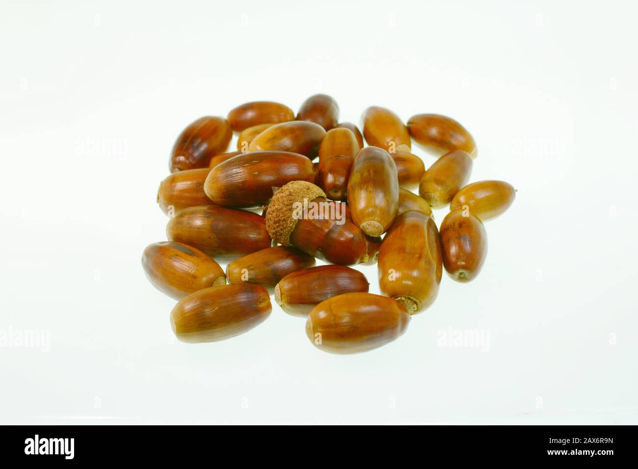 Groups of acorns isolated on a white background Stock Photo - Alamy