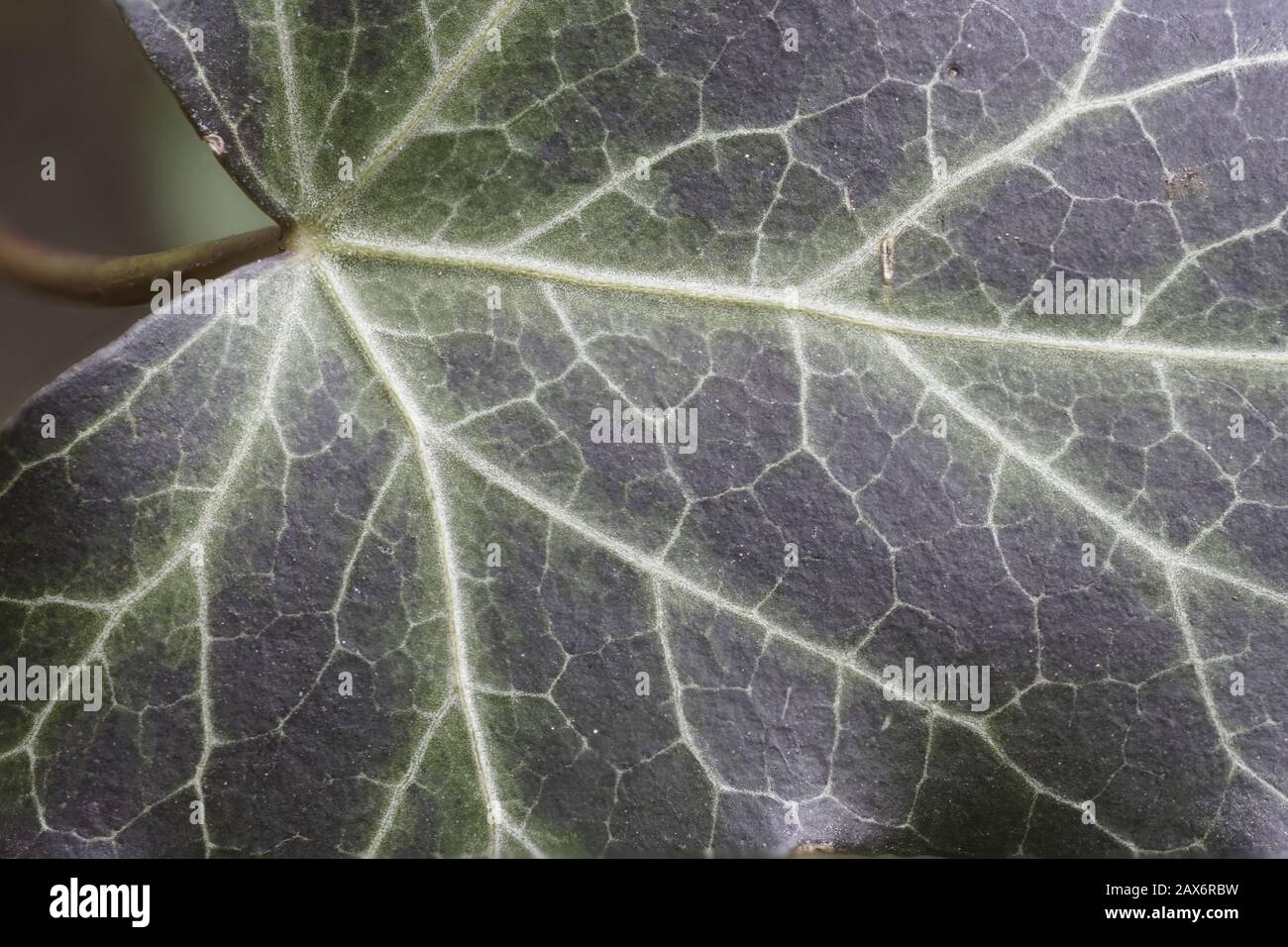 Reticulate veins hi-res stock photography and images - Alamy