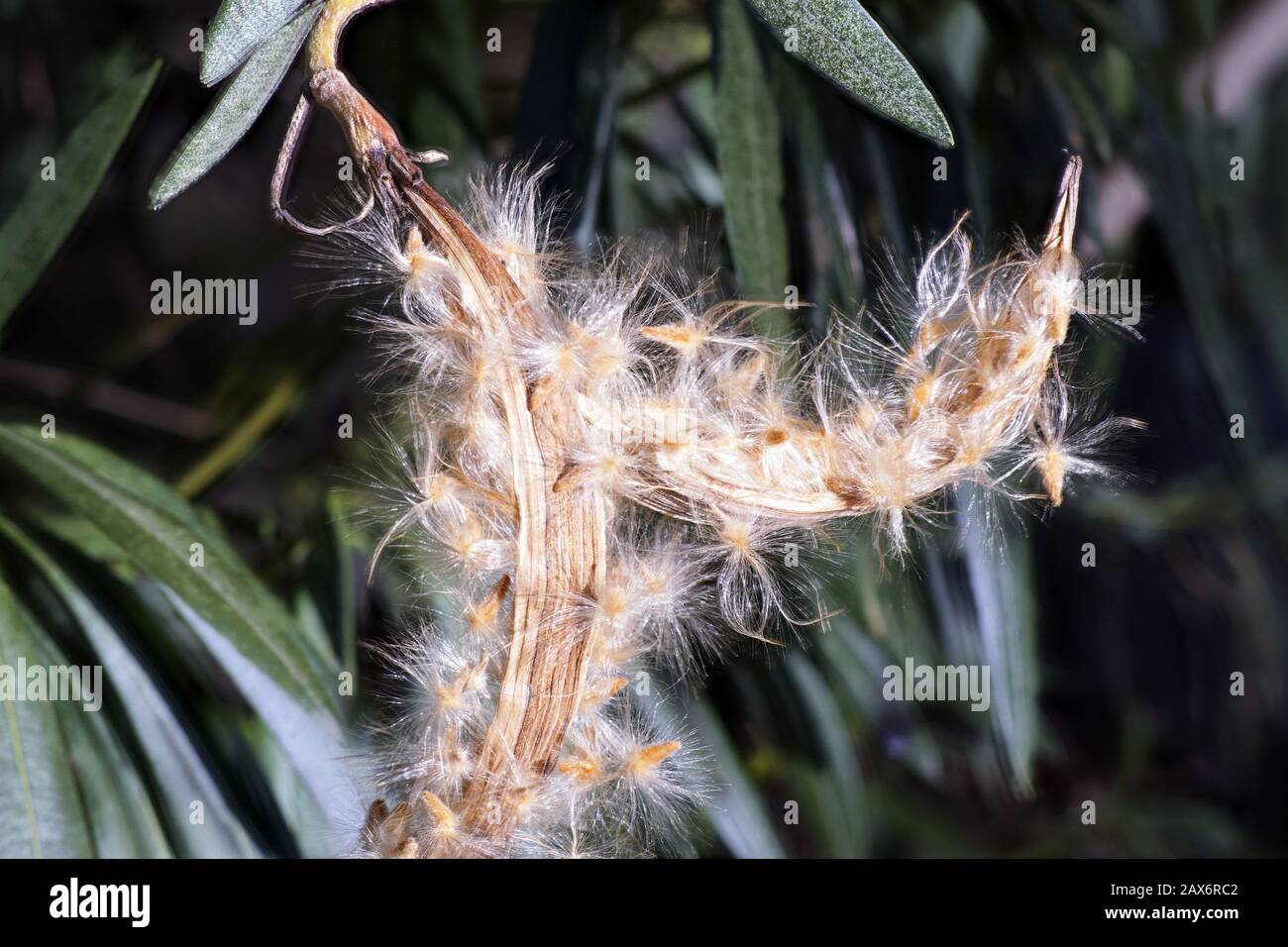Seed pod in black and white hi-res stock photography and images - Alamy