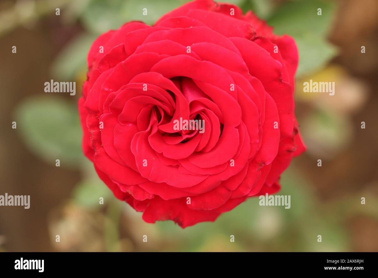 single red rose with soft background closeup macro Stock Photo - Alamy
