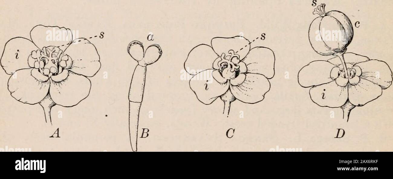 Bergen's botany, key and floraNorthern and central states ed . e cells ...
