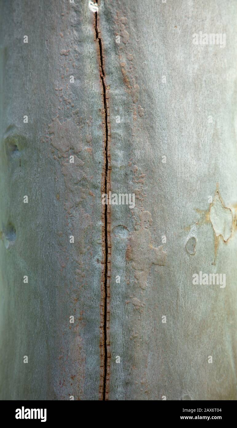 Light coloured eucalyptus tree trunk hi-res stock photography and ...