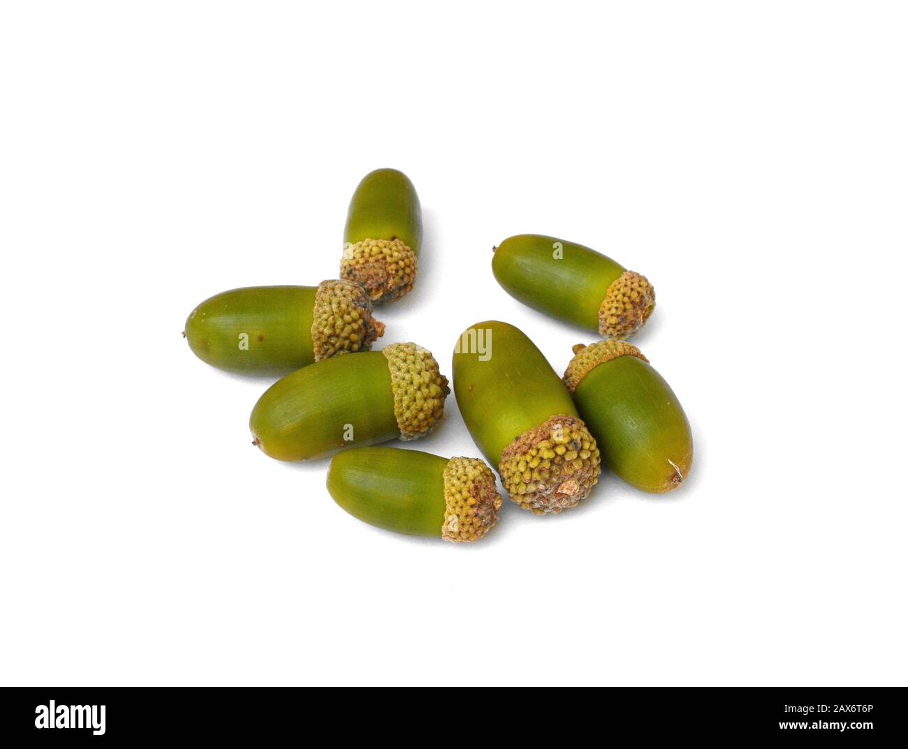 Groups of acorns isolated on a white background Stock Photo - Alamy