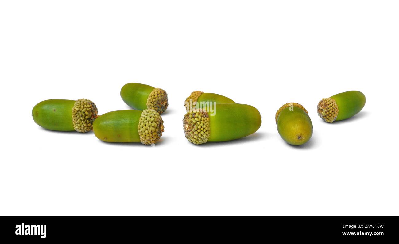 Groups of acorns isolated on a white background Stock Photo - Alamy