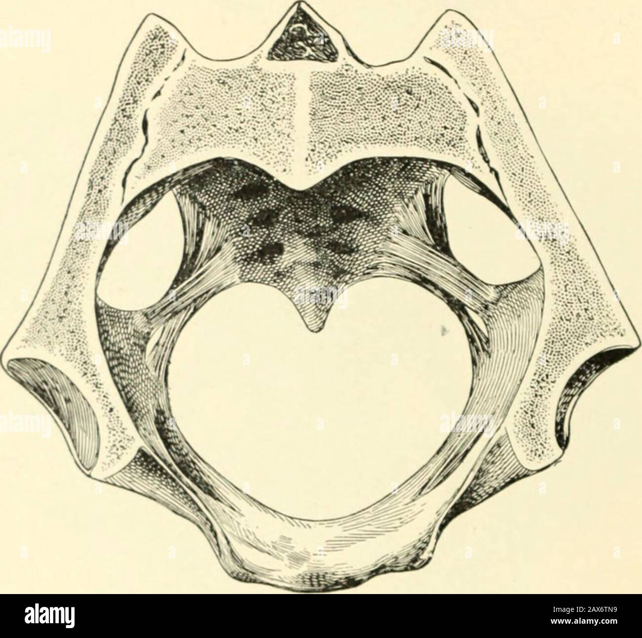 Triradiate Pelvis
