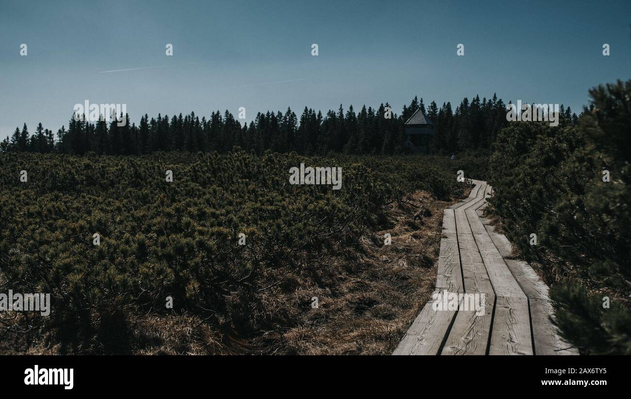 Board walk through a pine tree nursery with adult pine trees in the ...