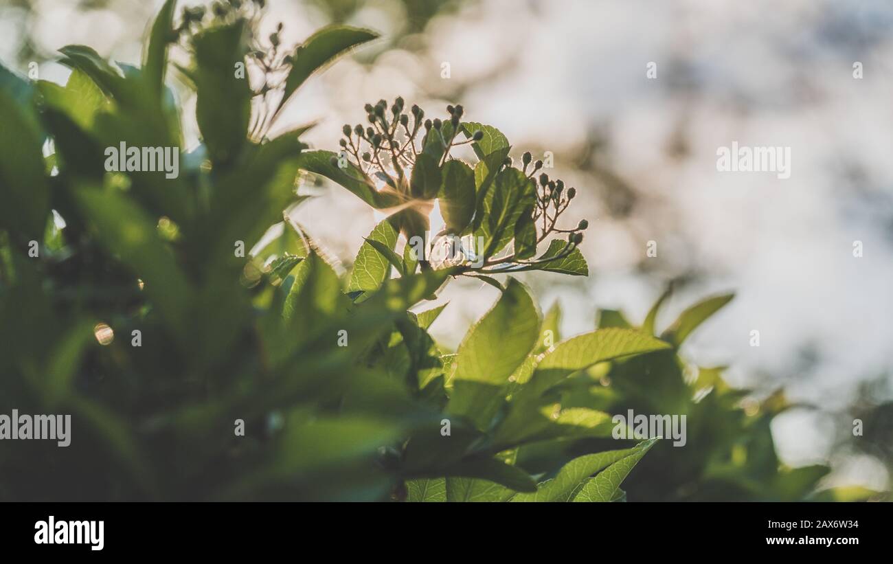 Beautiful sunburst through tree buds with bokeh effect Stock Photo - Alamy