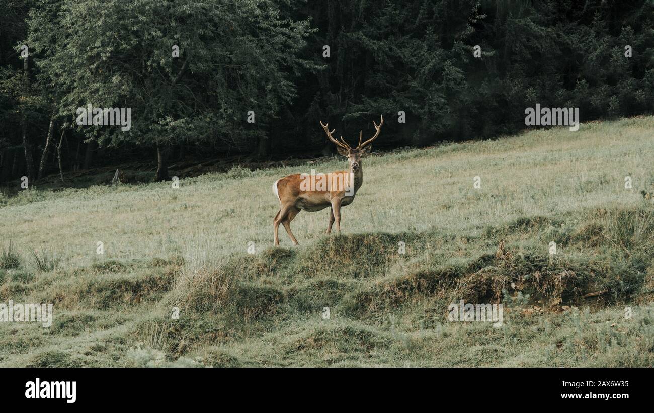 Photo of a deer with a beautiful display of its horns with evergreen ...