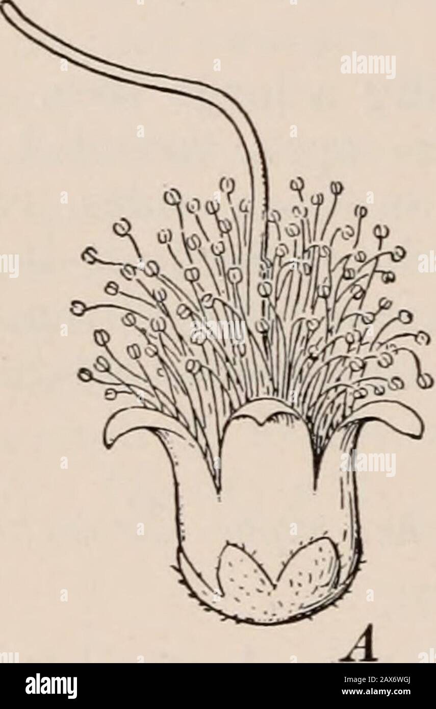 Bergen's botany, key and floraNorthern and central states ed . ate at ...