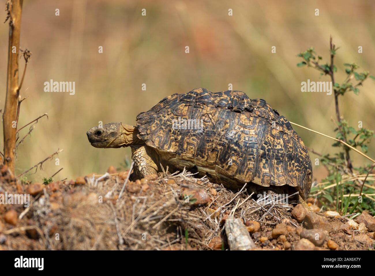 Leopard Tortoise seen crossing the safari trail at Masai Mara, Kenya ...