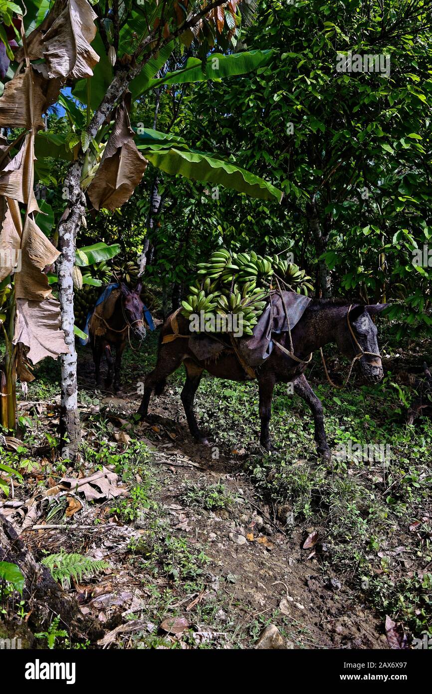 Donkeys carrying a lot of bananas in the jungle - animals exploitation ...