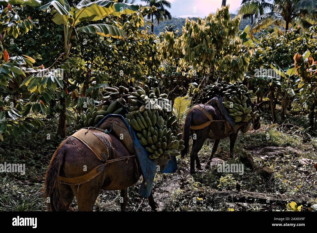 Donkeys Carrying Load High Resolution Stock Photography and Images - Alamy